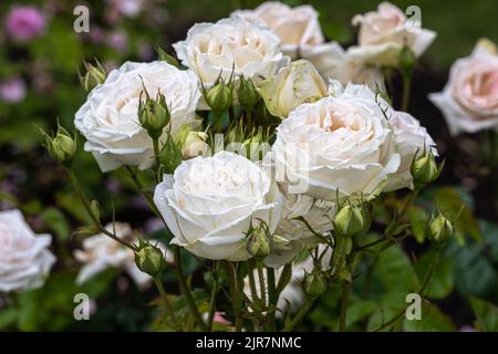 Flowering ‘Madame Anisette’ Grandiflora Rose Stock Photo - Alamy