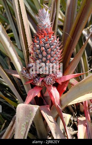 Pineapple tree (Ananas comosus) with a natural background. Exotic ...