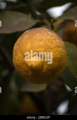 yellow lemmon on the tree Stock Photo - Alamy