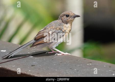 White-rumped shama thrush, juvenile female Stock Photo - Alamy