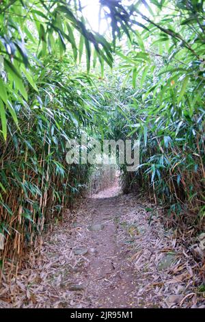 A pretty path I met while hiking Stock Photo - Alamy