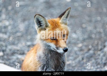 portrait of a red fox near an alpine hut Stock Photo - Alamy