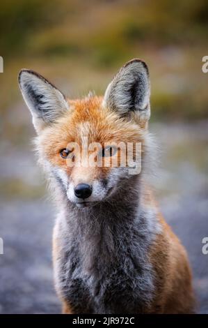 portrait of a red fox near an alpine hut Stock Photo - Alamy