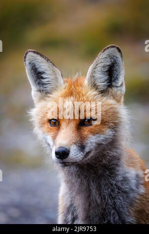 portrait of a red fox near an alpine hut Stock Photo - Alamy