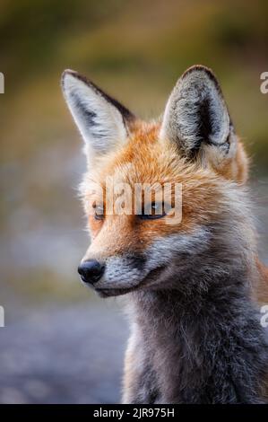 portrait of a red fox near an alpine hut Stock Photo - Alamy