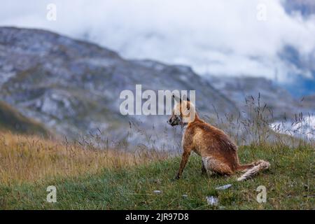 red fox overlooking his territory on Gemmi Pass in Valais Stock Photo - Alamy
