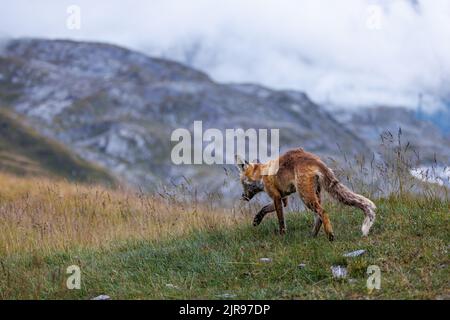 red fox walking on Gemmi Pass in Valais Stock Photo - Alamy