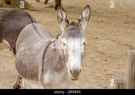 The donkey is a common pet around the world. Its ancestor is the ...
