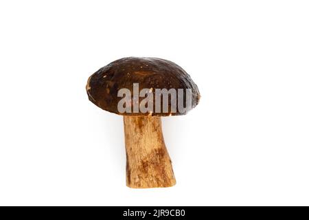 One whole edible mushroom on a white background isolated close-up ...