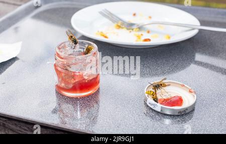 Wasps Vespula vulgaris enjoying gorging on raspberry jam in late summer ...