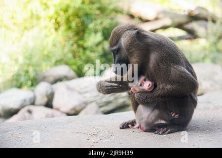 Hanover, Germany. 23rd Aug, 2022. The newborn clings to the drill ...