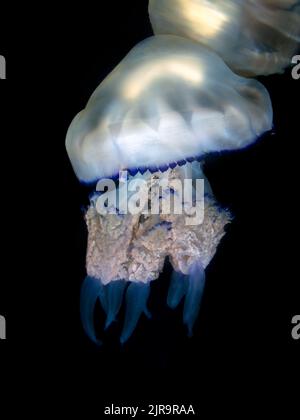 Barrel jellyfish (Rhizostoma pulmo) . Dive site Marine Reserve Cap de ...