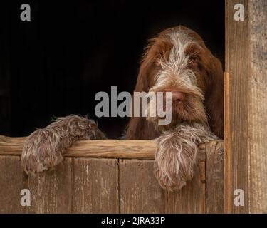 Italian Spinone Brown Roan Stood Sideways Stock Photo - Alamy