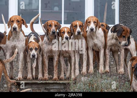 pack of old English Foxhounds Stock Photo - Alamy