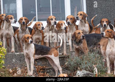 Old English Foxhounds Stock Photo - Alamy