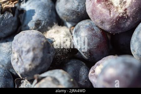 Blueberries in a close-up. Bad blueberries. Old fruit close-up ...