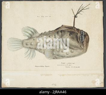 Himantolophus appelii (NZ) - lateral view : Prickly anglerfish, circa ...
