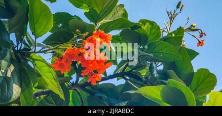 Kou Cordia subcordata flowering tree with orange flowers in Mexico ...