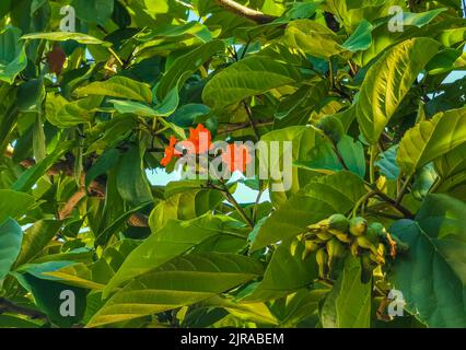 Kou Cordia subcordata flowering tree with orange flowers beach cordia ...