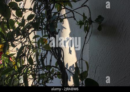 shadows of plants in the wall in sunset Stock Photo - Alamy