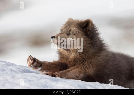 A gray arctic fox lying on a snowy field Stock Photo - Alamy