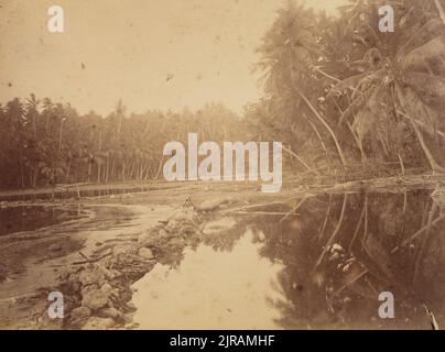 Pleasant Island. From the album: Views in the Pacific Islands, 1886 ...