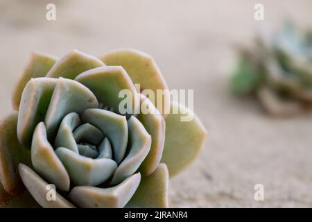 Beautiful Soft Pastel Coloured Succulent Photography for Background ...
