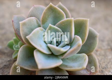 Beautiful Soft Pastel Coloured Succulent Photography for Background ...