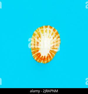 Flat Lay isolated image of a coastal seashell on a light blue ...