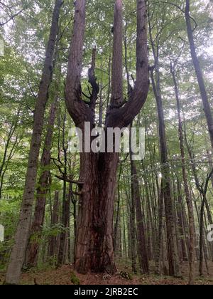 Crna poda forest reserve. Old Pinus nigra trees in the Tara river ...