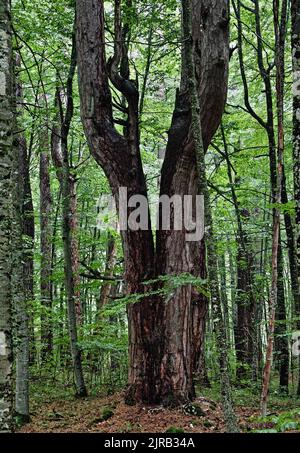 Crna poda forest reserve. Old Pinus nigra trees in the Tara river ...