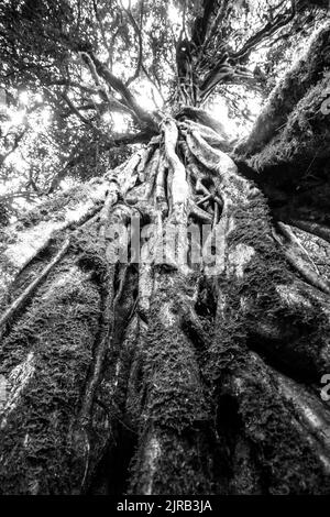 A large, majestic, Forest Strangler Fig, Ficus craterostoma, in Black ...