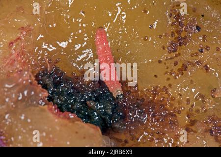 Larva of a Plum Fruit Moth (Grapholita funebrana), extreme close-up ...