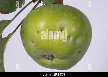 Mineral deficiency Calcium deficiency on Apple causing condition Bitter ...