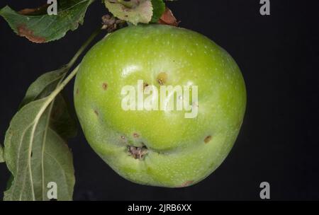 Skin deformity on an apple fruit known as bitter pit which is thought ...