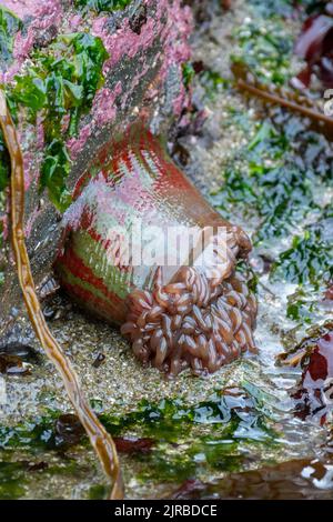 Close-up of Painted Urticina Anemone (Urticina crassicornis). Queen ...
