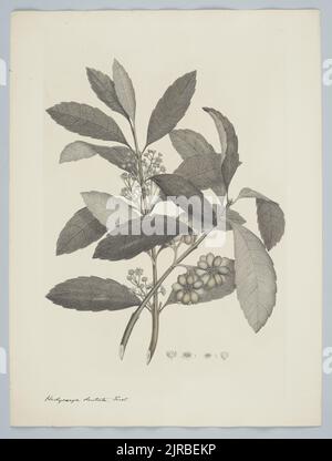 Hedycarya arborea Forster & G. Forster, 1895, United Kingdom, by Sydney ...