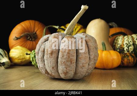 Kogigu Japanese variety of butternut squash, Baby Boo with other types ...