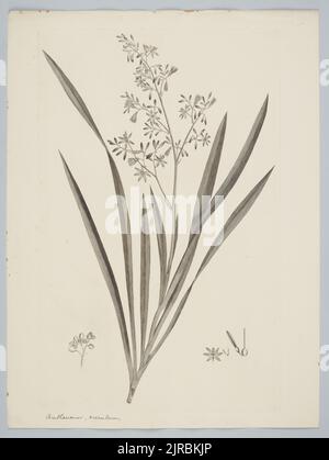 Sydney Australia, native dianella caerulea, also known as the blue flax ...