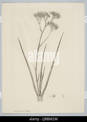 Haemodorum coccineum R. Brown, by Sydney Parkinson. Gift of the British ...