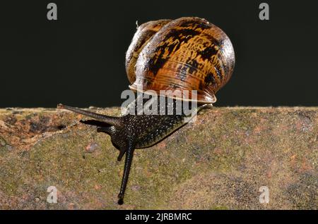Garden snail on stone wall at night Stock Photo - Alamy