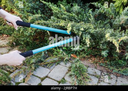 Woman uses pruning shears to cut coniferous shrubs. Garden hobby Stock ...
