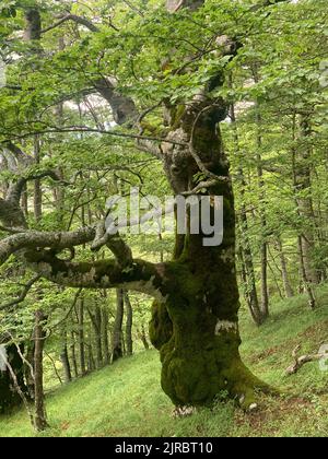Perućica Forest Reserve in Sutjeska national Park, Bosnia and ...
