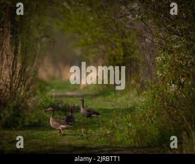 Small nice geese with parents on pond near Ostrava city Stock Photo - Alamy