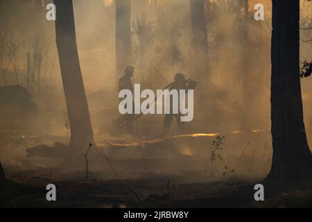 Raunheim, Germany. 23rd Aug, 2022. Firefighters fight a forest fire ...