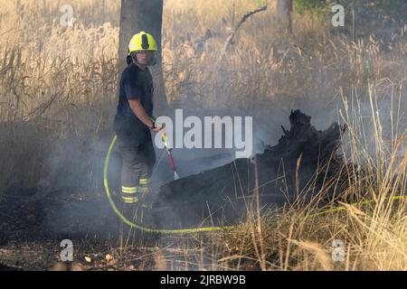 Raunheim, Germany. 23rd Aug, 2022. Firefighters fight a forest fire ...