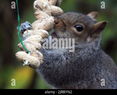 HOW MANY WAYS ARE THERE TO EAT A KEBAB. THIS GREY SQUIRREL IN A GARDEN ...