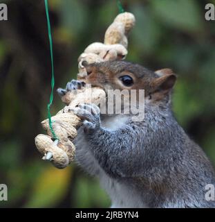 HOW MANY WAYS ARE THERE TO EAT A KEBAB. THIS GREY SQUIRREL IN A GARDEN ...