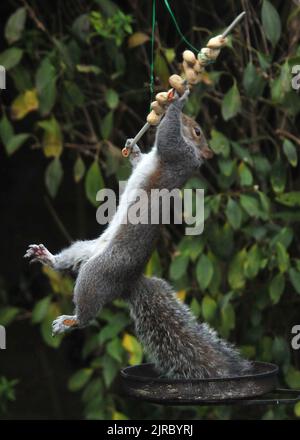 HOW MANY WAYS ARE THERE TO EAT A KEBAB. THIS GREY SQUIRREL IN A GARDEN ...