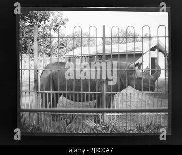 Zoological Gardens and Giza, 1915, Egypt, by William Saunderson Cooper ...